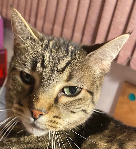 About Us – The Sassy Kitty Calgary – Professional Cat Care