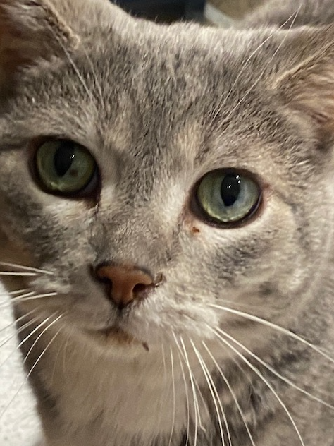 The Sassy Kitty Calgary – Professional Cat Care – Loving and Reliable ...